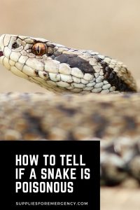How to Tell if a Snake is Poisonous | Supplies for Emergencies