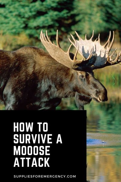 Moose Attack: How to Survive It | Tips for Avoiding Moose Attacks
