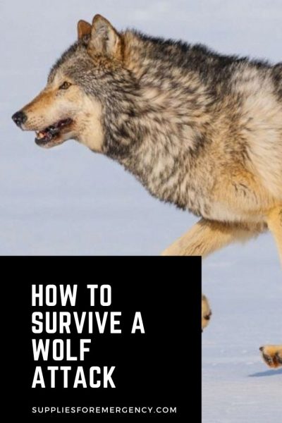 Wolf Attack: How to Survive | Tips for Avoiding Encounters with Wolves