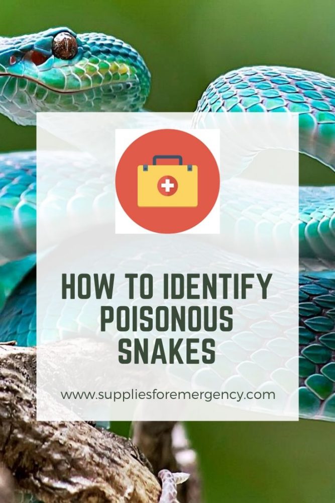 How to Tell if a Snake is Poisonous | Supplies for Emergencies