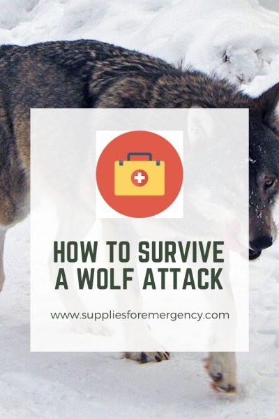 Wolf Attack: How to Survive | Tips for Avoiding Encounters with Wolves